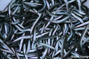 Eulachon | Living Oceans