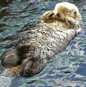 Sea Otter Range (to 2008) | Living Oceans